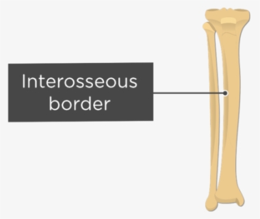 Bone Border Png - Column , Free Transparent Clipart - ClipartKey