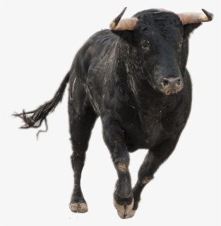 Cartoon Bull Running Gif Clipart , Png Download - Bull Running Gif ...