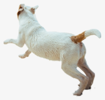 Transparent Running Dog Png - Puppy Png Running , Free Transparent ...