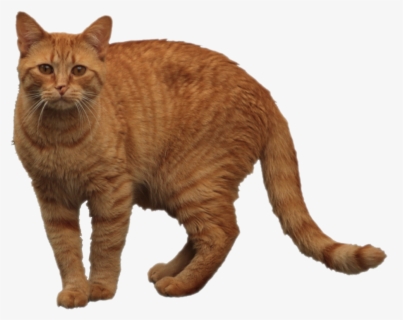 Free Orange Cat Clip Art with No Background - ClipartKey