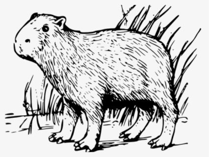 Capybara Clipart Black And White - Capybara Coloring Page , Free ...