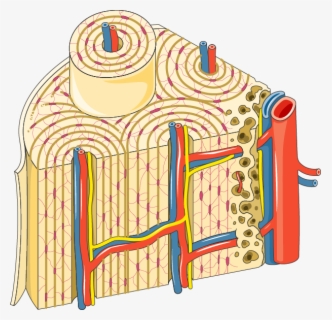 Bone Tissue , Free Transparent Clipart - ClipartKey