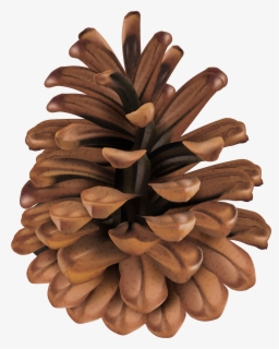 Free Pine Cone Clip Art with No Background - ClipartKey