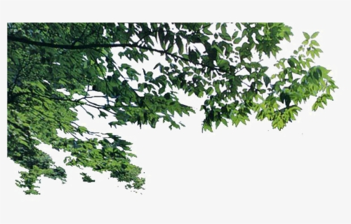 Landscaping Vector Tree - Tree Foreground Png , Free Transparent ...