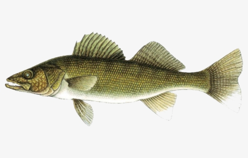 Hd Walleye Free Unlimited - Walleye Png , Free Transparent Clipart ...