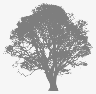 Live Oak Tree Clip Art , Free Transparent Clipart - ClipartKey