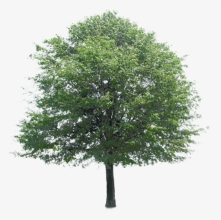 Image Of Tree - Tree Entourage Png , Free Transparent Clipart - ClipartKey