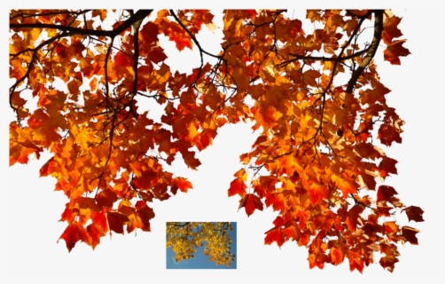 Transparent Autumn Trees Png - Autumn Leaves Transparent Background ...
