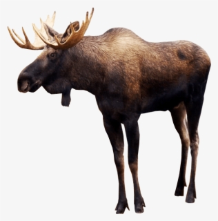 Free Moose Clip Art with No Background - ClipartKey
