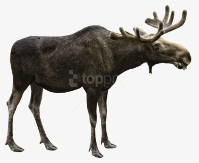 Free Moose Clip Art with No Background - ClipartKey