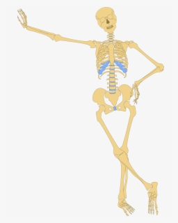 Free Skeleton Clip Art with No Background - ClipartKey