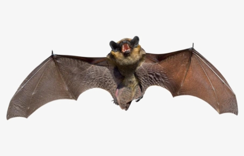 Bat Clipart - Brown Bat Clipart , Free Transparent Clipart - ClipartKey