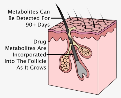 Hair Follicle , Free Transparent Clipart - ClipartKey