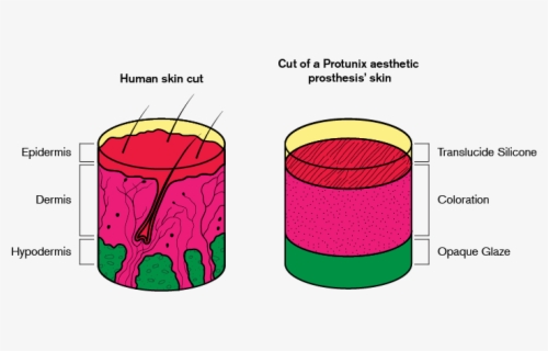 High Definition Aesthetic Prosthetic Skin Slice , Free Transparent ...
