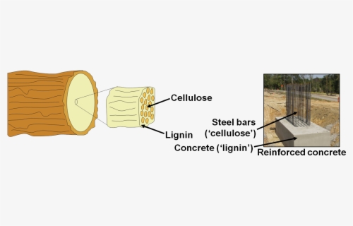 Lignin Matrix Of Wood , Free Transparent Clipart - ClipartKey