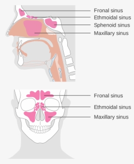 Clip Art File Showing The Position - Paranasal Sinuses , Free ...
