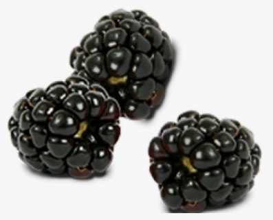 Blackberry Png - Black Raspberry Png , Free Transparent Clipart ...
