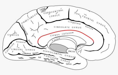 Transparent Corpus Callosum Clipart - Gyrus Fusiformis , Free ...