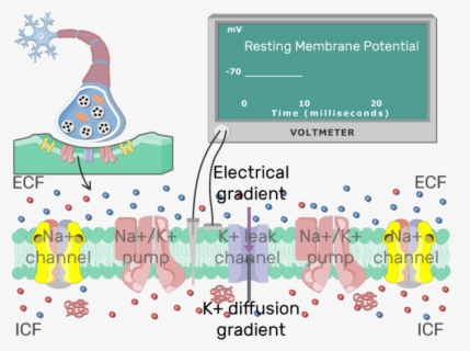 An Image Showing The Stabilizing Action Potential Of - Resting Cell ...