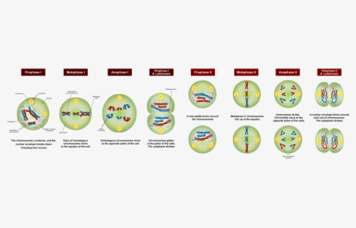 Meiosis Clipart , Free Transparent Clipart - ClipartKey