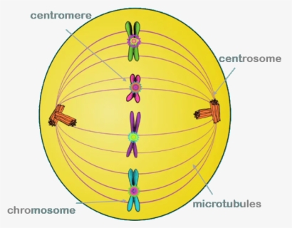 Picture - Centromere Chromosome Centrosome Centriole , Free Transparent ...