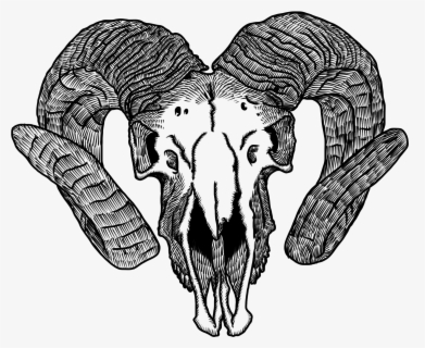 Transparent Goat Skull Clipart - Goat Skull Drawing Png , Free ...