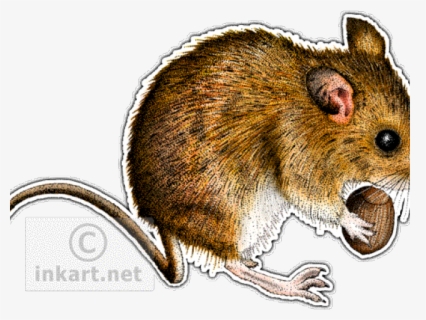 Clipart - Field Mouse Clipart Black And White , Free Transparent ...