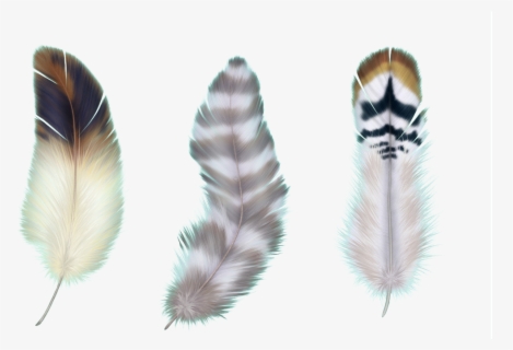 Feather Transparent Background Feathers Png- - Colorful Bird Feathers ...