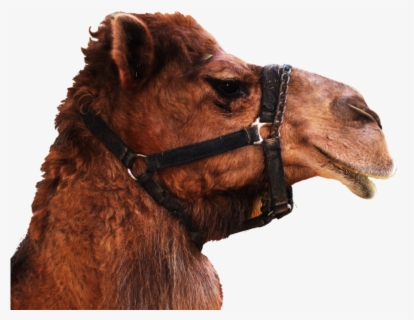 Camel Transparent Background - Camel Head No Background , Free ...