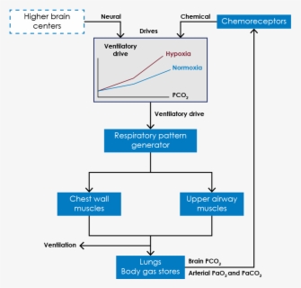 Pathophysiology Clipart , Free Transparent Clipart - ClipartKey