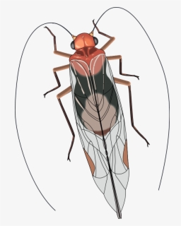 Free Bugs Clip Art with No Background - ClipartKey