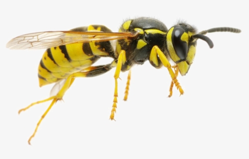 Transparent Yellowjacket Clipart - Yellow Jacket Ant Man Png , Free ...