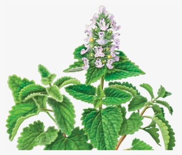 Catnip Clipart , Free Transparent Clipart - ClipartKey