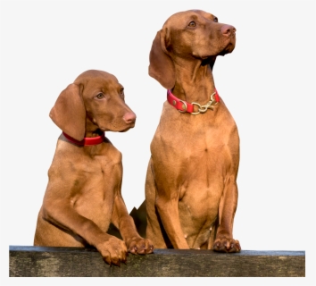 Two Dogs Png Image - Two Dogs Png , Free Transparent Clipart - ClipartKey