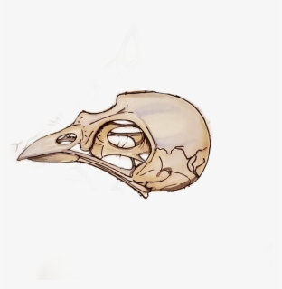 Transparent Bird Skull Clipart - Drawings Of Bird Skull , Free ...