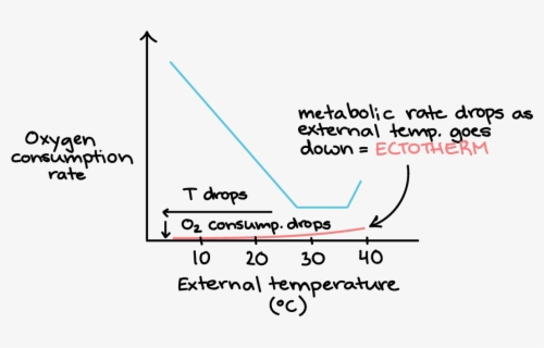 Rate Of Transpiration In Temperature Diagram , Free Transparent Clipart ...