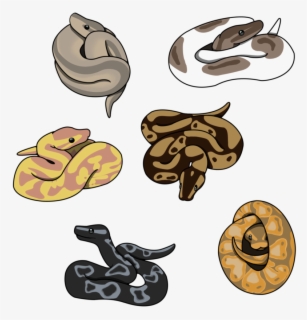 Burmese Python Vector Drawing , Free Transparent Clipart - ClipartKey
