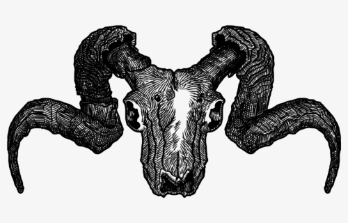 Transparent Goat Skull Clipart - Goat Skull Drawing Png , Free ...