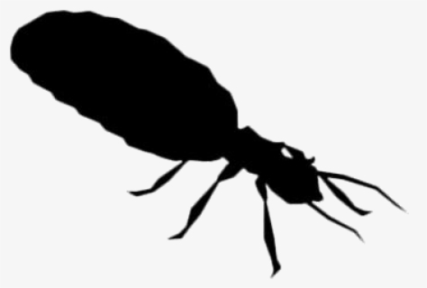 Queen Ant Png Transparent Images - Human Body Louse , Free Transparent ...