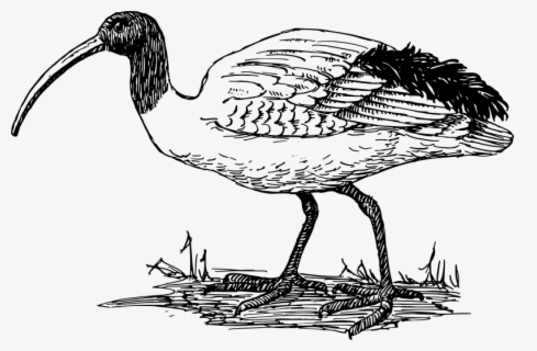 Free Clip Art "glossy Ibis - Ibis Clip Art , Free Transparent Clipart ...