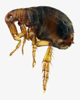 Super Fleas With Giant Willies , Free Transparent Clipart - ClipartKey