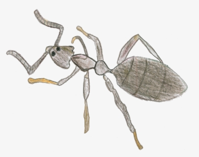 Transparent Parasite Png - Parasite Aggregated Distribution , Free ...
