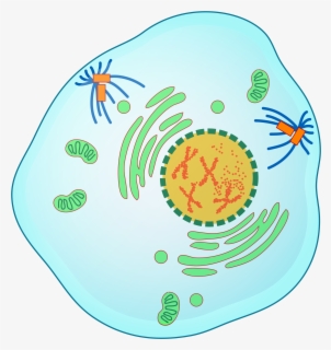 Mitosis Prophase Png , Free Transparent Clipart - ClipartKey