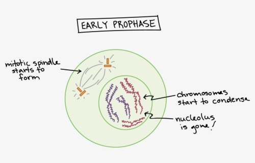 Mitosis Prophase Png , Free Transparent Clipart - ClipartKey