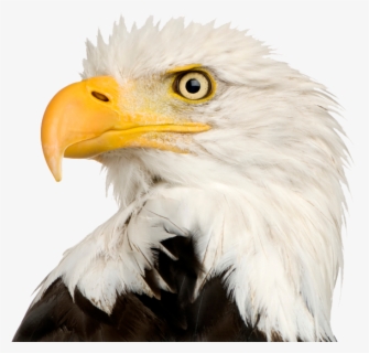 Eagle Head Png - Bald Eagle Head Png , Free Transparent Clipart ...