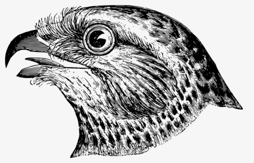 Free Head Clip Art with No Background - ClipartKey