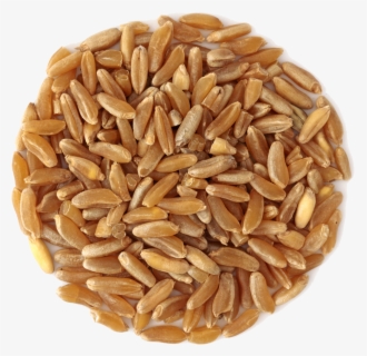 Free Grain Clip Art with No Background - ClipartKey