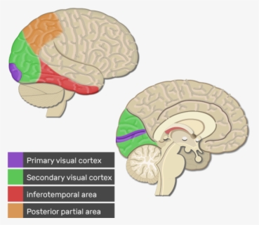 Visual Cortex Areas Test - Brain Visual Cortex , Free Transparent ...