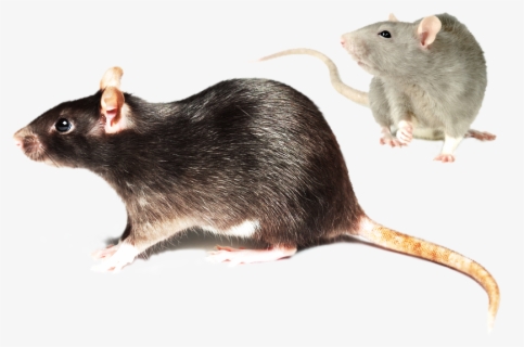 Dead Mouse Cartoon Clipart , Png Download - Dead Rat Clipart Free ...