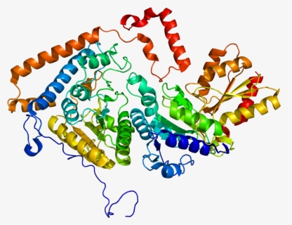 Protein Bckdha Pdb 1dtw - Bckdha Bckdhb And Dbt Genes , Free ...